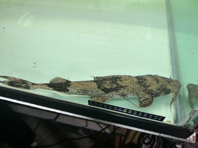 For Sale - Goonch catfish | MonsterFishKeepers.com