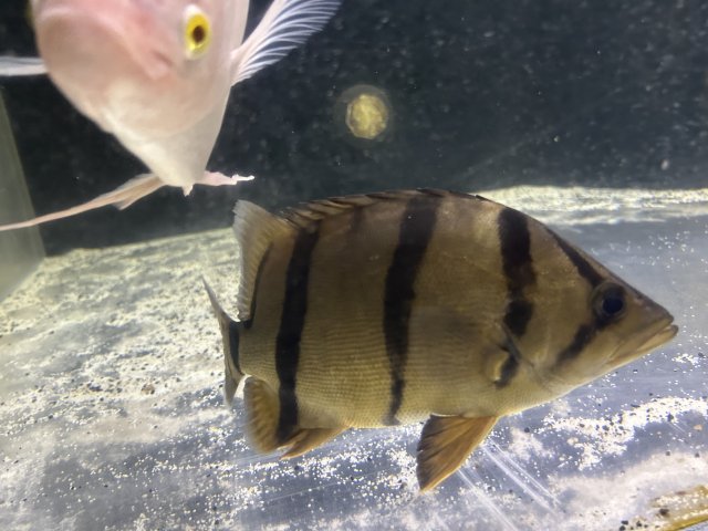For Sale - Ntt datnoid | MonsterFishKeepers.com