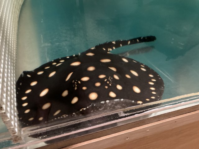 For Sale - Female BD Stringray | MonsterFishKeepers.com