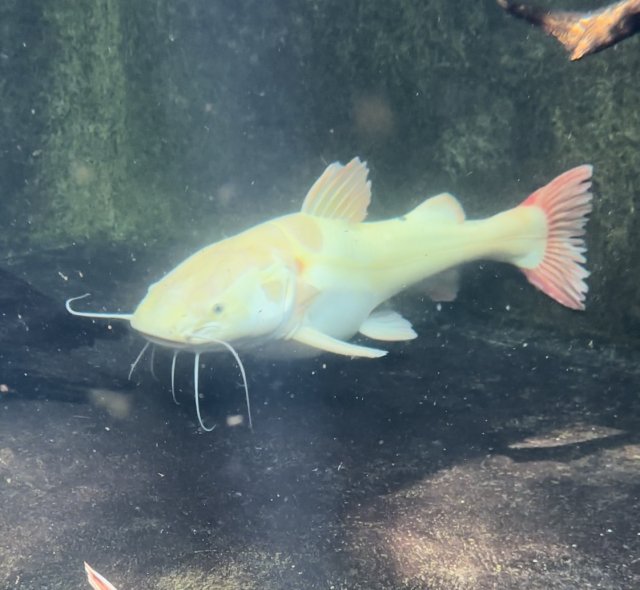 For Sale - Platinum RTC | MonsterFishKeepers.com