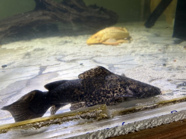 For Sale - Jelly catfish | MonsterFishKeepers.com