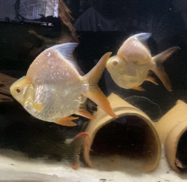 For Sale - Super Shortbody Tinfoil Barb | MonsterFishKeepers.com