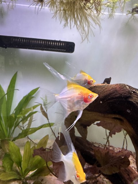 For Sale - Angel fish | MonsterFishKeepers.com