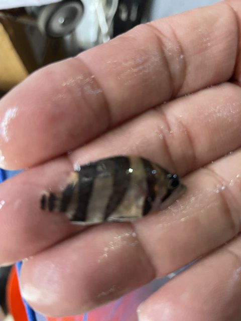 For Sale - 3 bar datnoids | MonsterFishKeepers.com