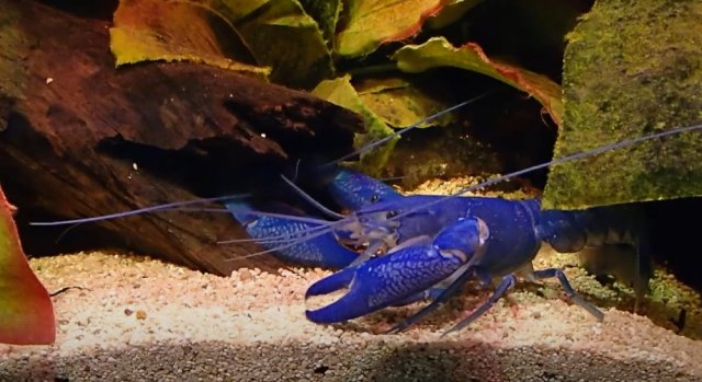 Monster cray | MonsterFishKeepers.com