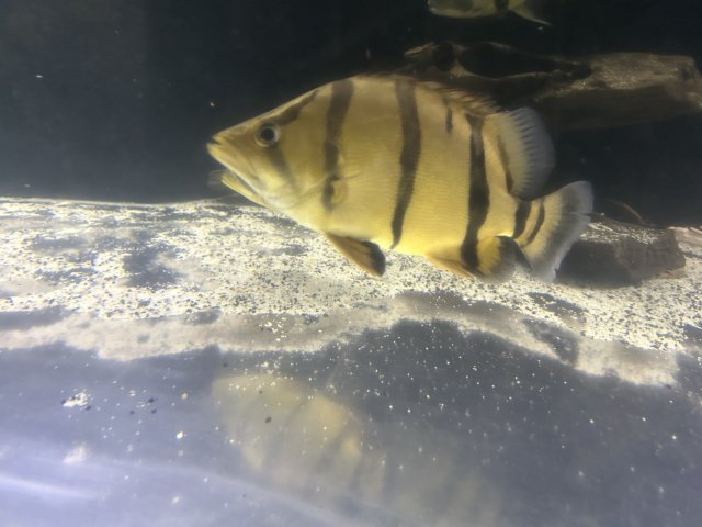 For Sale - Ntt datnoid | MonsterFishKeepers.com