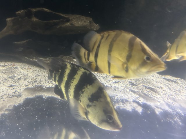 For Sale - Ntt datnoid | MonsterFishKeepers.com