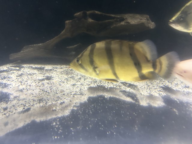 For Sale - Ntt datnoid | MonsterFishKeepers.com