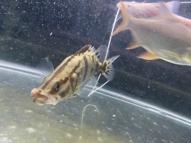 For Sale - Fishes for sale! | MonsterFishKeepers.com