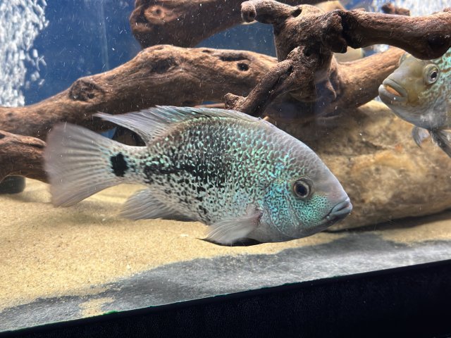 Three blood hybrid vieja (part II) | MonsterFishKeepers.com