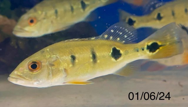 Brokopondo Love | MonsterFishKeepers.com