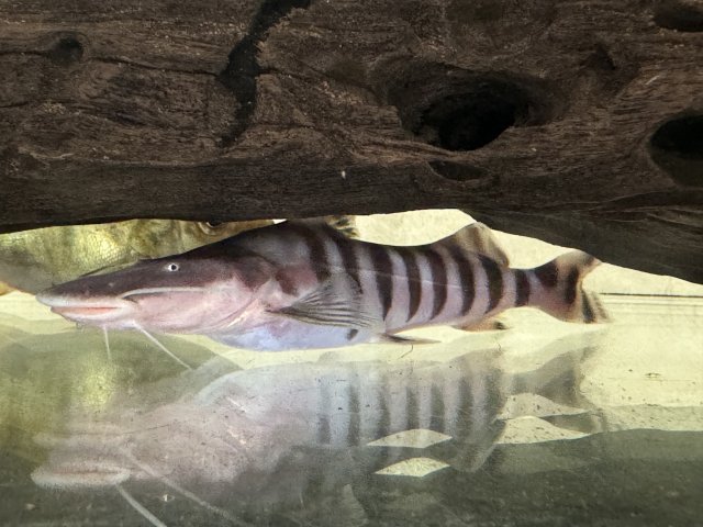 For Sale - 6 inch tigrinus | MonsterFishKeepers.com