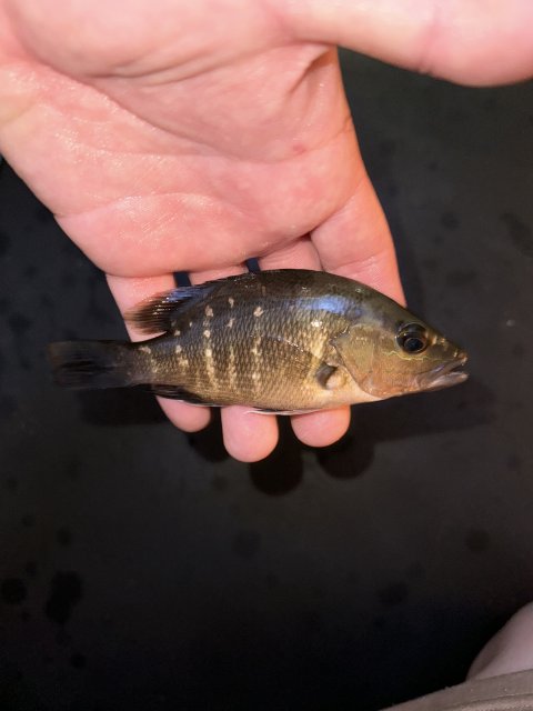 For Trade - African snapper 5-6" | MonsterFishKeepers.com