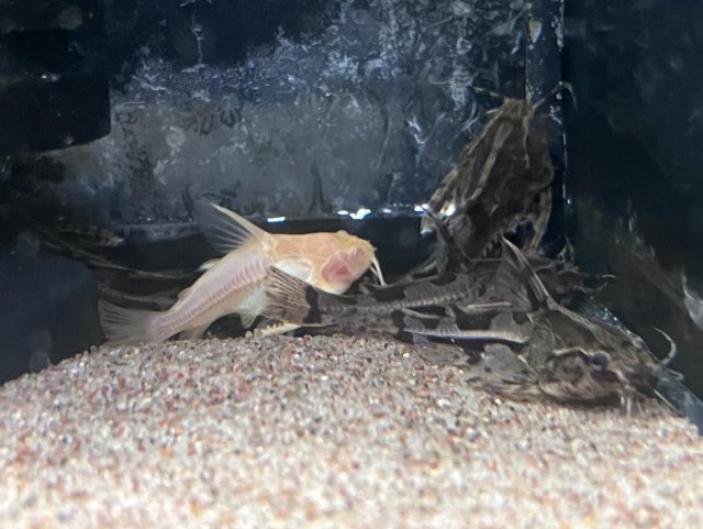 For Sale - Albino Catfish Rare? | MonsterFishKeepers.com