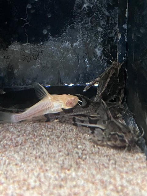 For Sale - Albino Catfish Rare? | MonsterFishKeepers.com