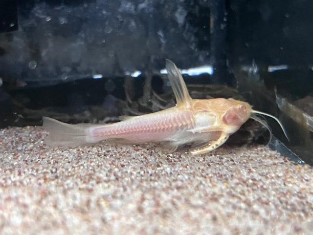 For Sale - Albino Catfish Rare? | MonsterFishKeepers.com