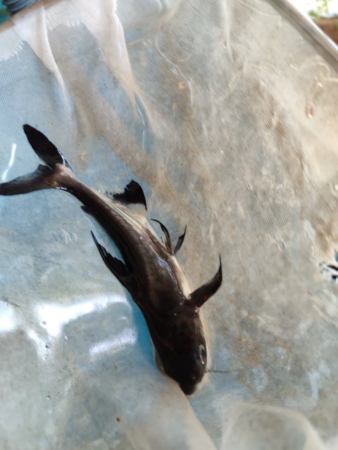 Abnormal Chao Phraya catfish | MonsterFishKeepers.com