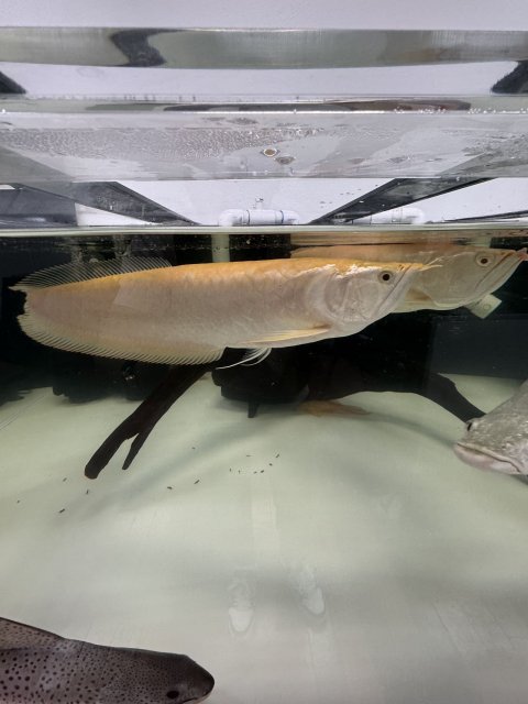 For Sale - Cheap Cheap | MonsterFishKeepers.com
