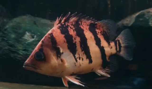 Are these color morph Datnoids?!?!? | MonsterFishKeepers.com