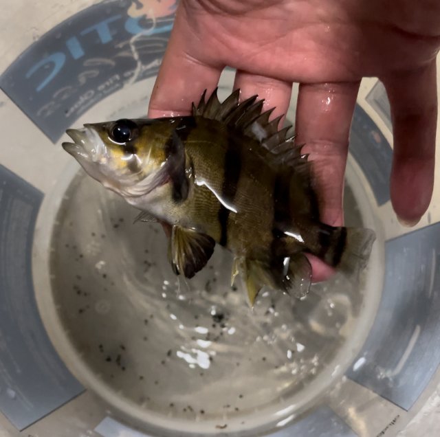 For Sale - Ntt datnoid | MonsterFishKeepers.com