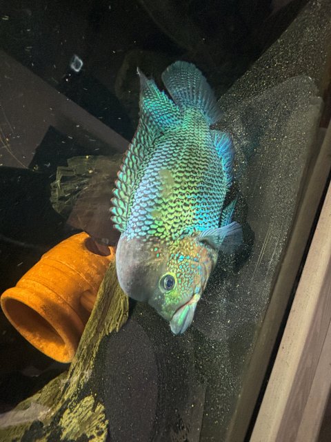 Male Umbee depth perception | MonsterFishKeepers.com
