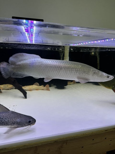 For Sale - Platinum Arapaima | MonsterFishKeepers.com