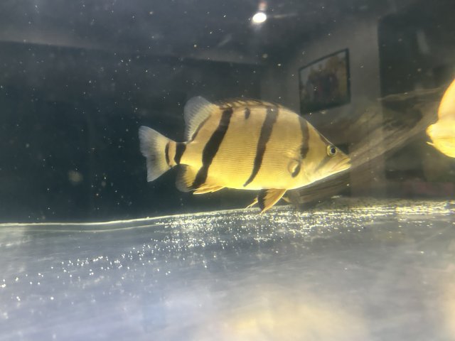 For Sale - Ntt datnoid | MonsterFishKeepers.com