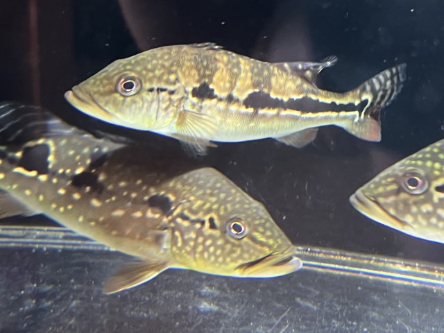 For Sale - Pinima Peacock Bass | MonsterFishKeepers.com