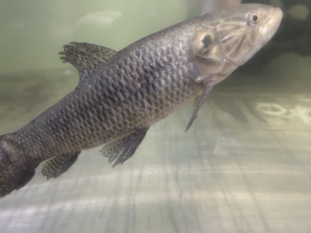 For Sale - Mala wolf fish | MonsterFishKeepers.com