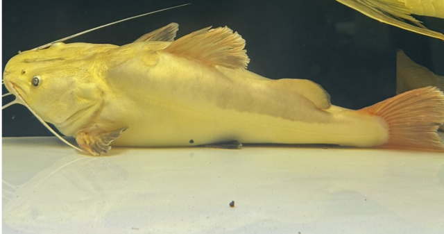 For Sale - Platinum RT catfish | MonsterFishKeepers.com