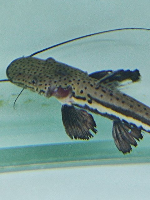 Planiceps catfish gill bitten will it grow back? | MonsterFishKeepers.com