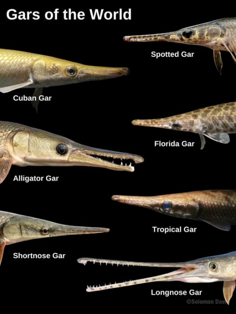 Gar id | MonsterFishKeepers.com