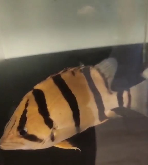 For Sale - NTT Datnoid | MonsterFishKeepers.com