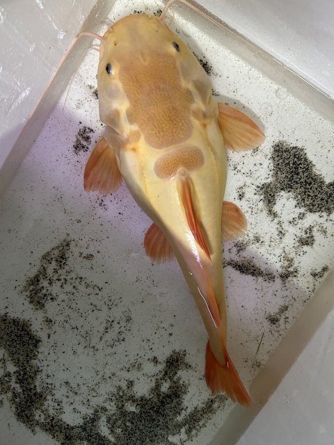 For Sale - Phantom red tail catfish | MonsterFishKeepers.com