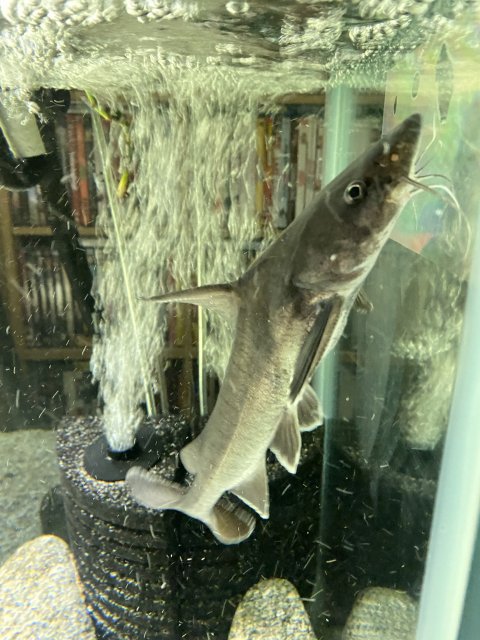 For Sale - Stormii Catfish | MonsterFishKeepers.com