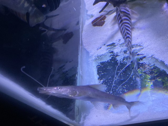 For Sale - Dorado catfish chrome | MonsterFishKeepers.com