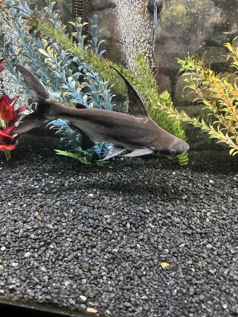 For Sale - 10 inch Paroon Sharks | MonsterFishKeepers.com