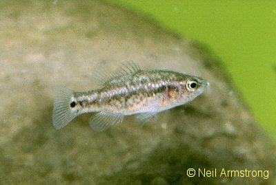 Perch in Miniature? | MonsterFishKeepers.com