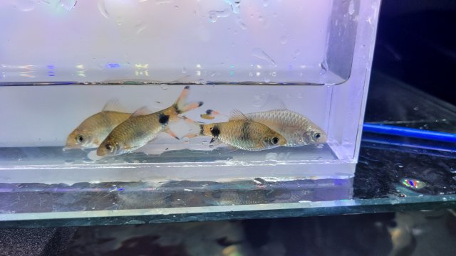 Platinum filament barb | MonsterFishKeepers.com