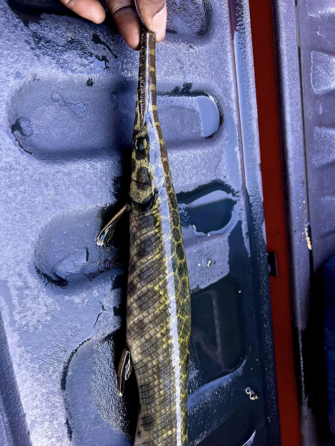 True Spotted Gars | MonsterFishKeepers.com