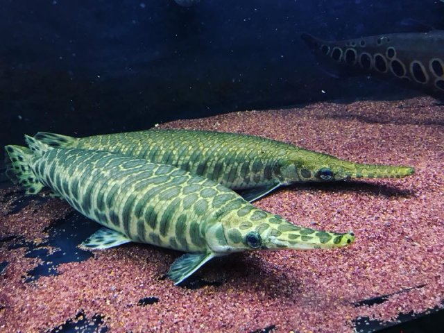 True Spotted Gars | MonsterFishKeepers.com