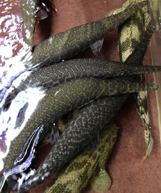 True Spotted Gars | MonsterFishKeepers.com