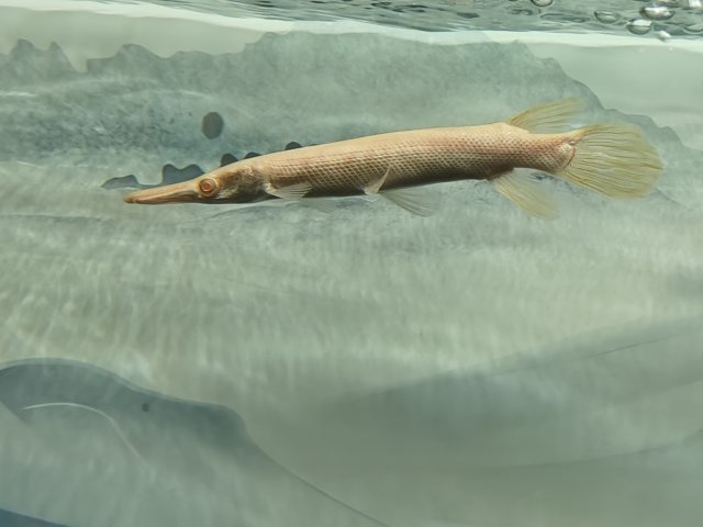 For Sale - Albino Gold Alligator Gar | MonsterFishKeepers.com
