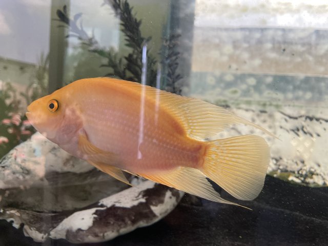 The Red Devil Diary | MonsterFishKeepers.com