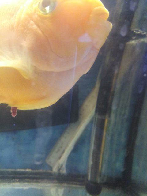 Red appendage parrot fish | MonsterFishKeepers.com