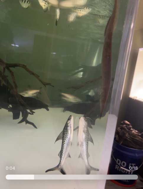 FREE - LINCE CATFISH | MonsterFishKeepers.com