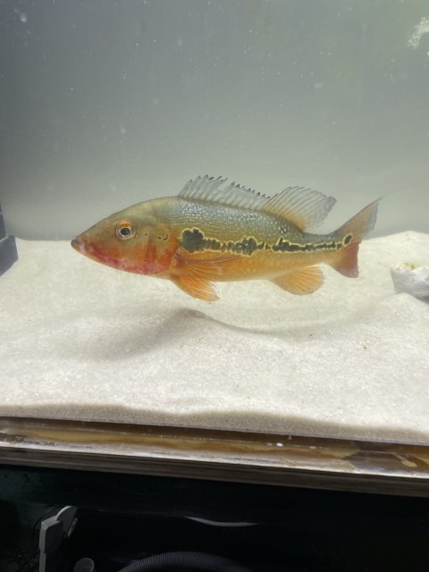 For Sale - Breaking down tank- big Peacock Bass Fogo, Azul, Temensis ...