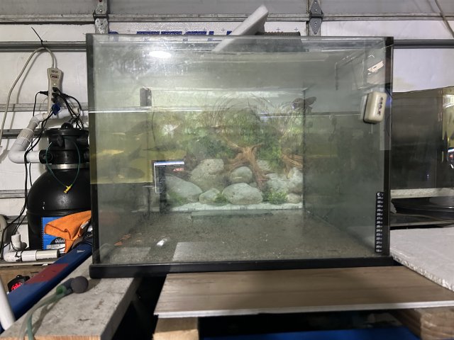 For Sale - 18” WC Endli Bichir ‘Dabola’ Guinea type ...