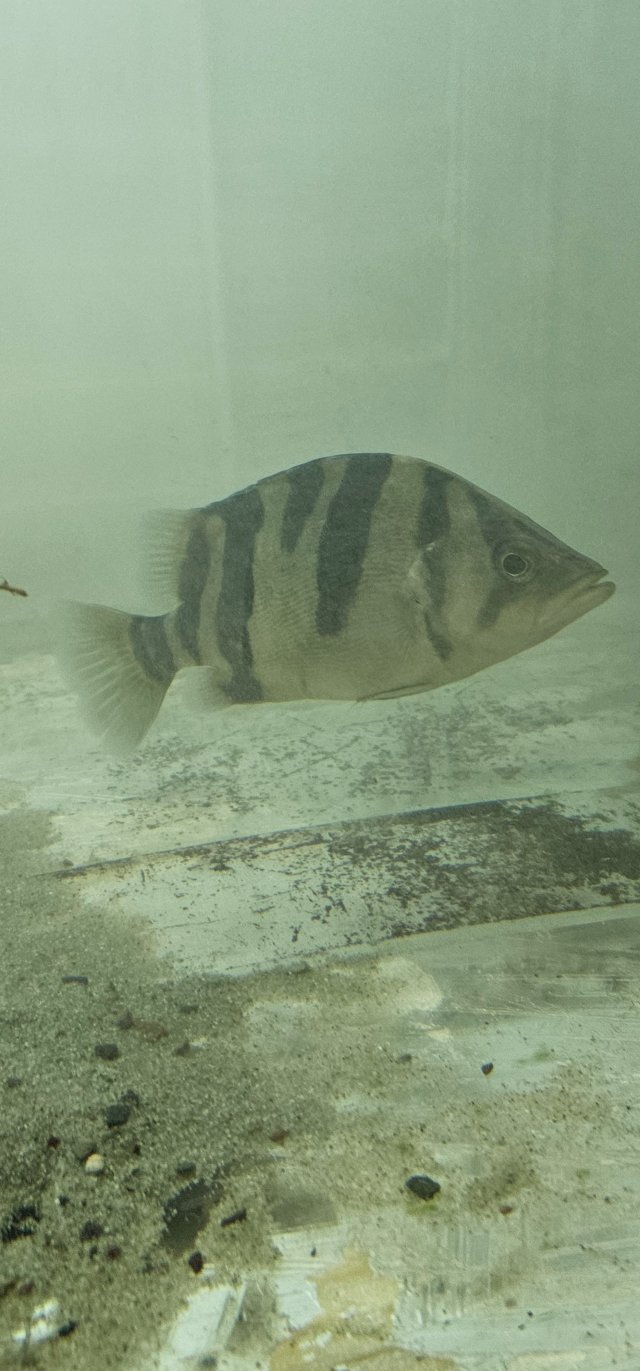 For Sale - Stable 3 Bar/Axanthic Mono Peacock bass/2.5 bar ...