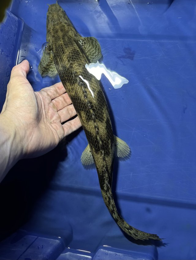Polypterus hybrid Lap X Endli | Page 2 | MonsterFishKeepers.com